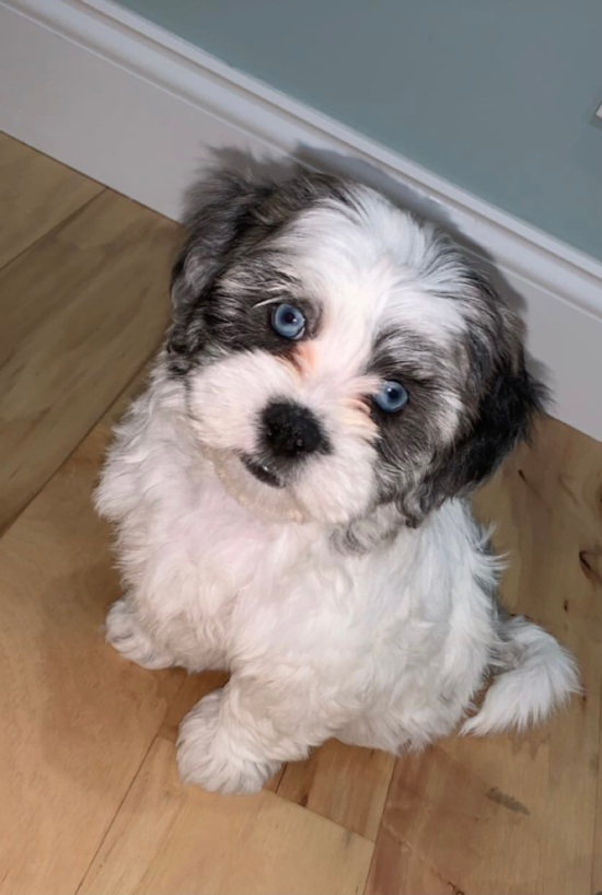Photo Gallery: Beautiful Shih Poo Pictures - Premier Pups