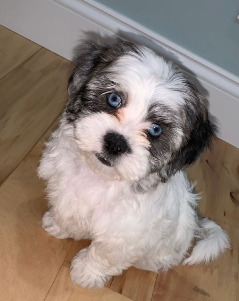 Shih Poo Puppies for Sale | Exclusive Doodles | Premier Pups