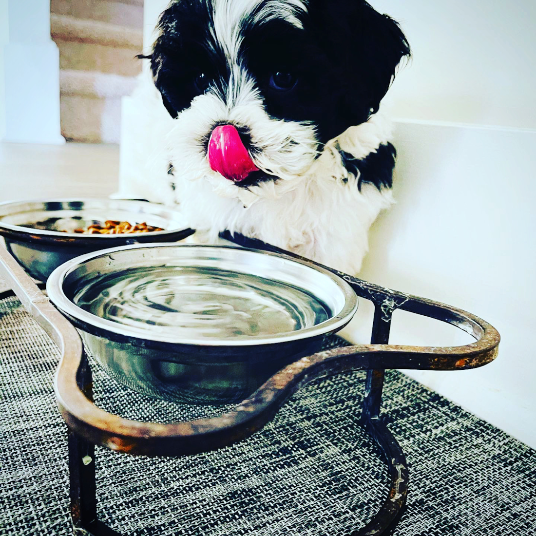 Photo Gallery: Beautiful Shih Poo Pictures - Premier Pups