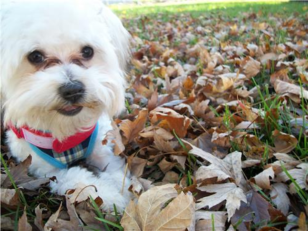 Maltipom Designer Breed | Full Description | Premier Pups