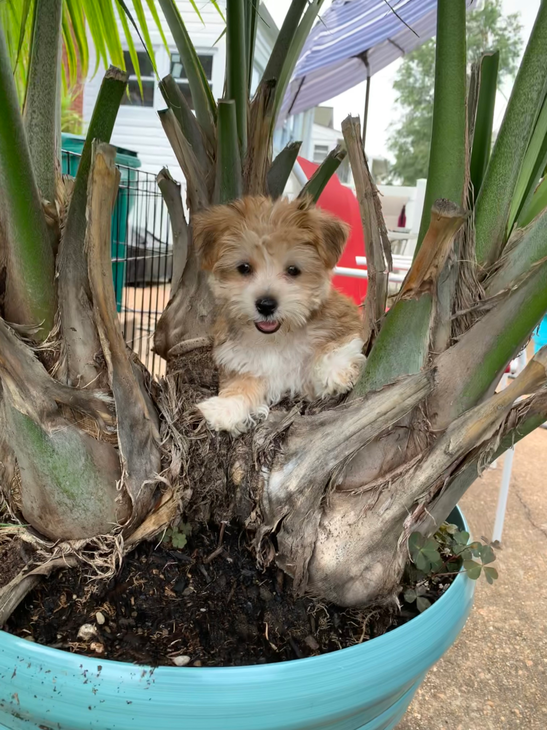 Yorkie Chon Puppy Photos and More - Premier Pups