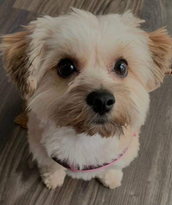 Yorkie Chon Puppy Photos and More - Premier Pups