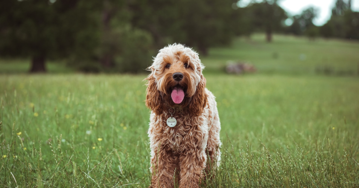 F1, F1B, F2 Breed Generations Explained - Premier Pups