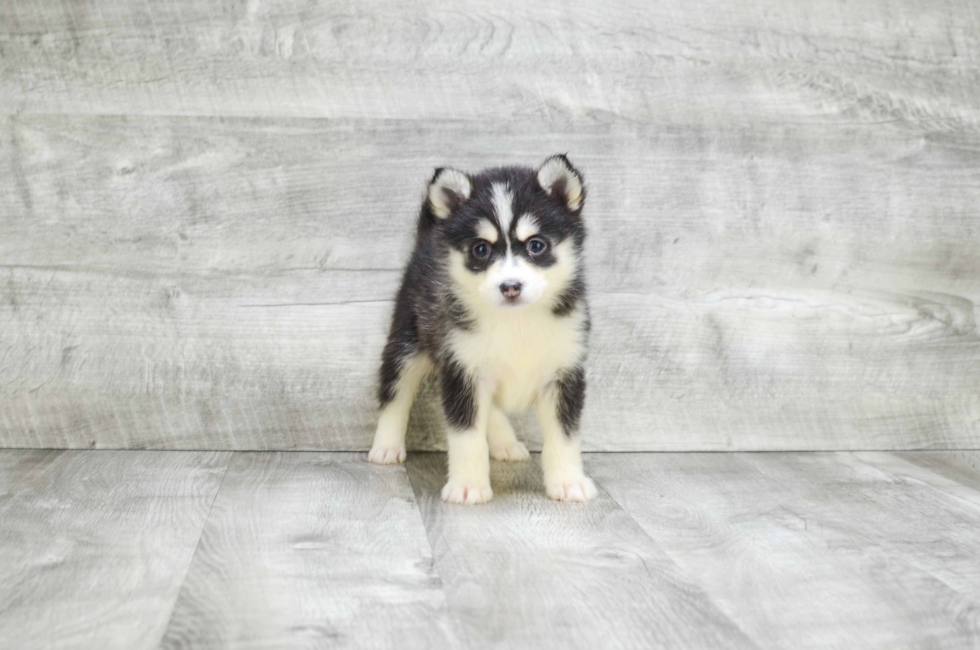 Pomsky puppies for sale | Small cross puppies breeds for sale in Ohio