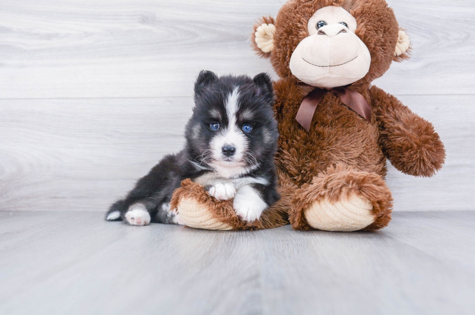 Pomsky Puppies For Sale Online | Comfortable US Shipping from Ohio