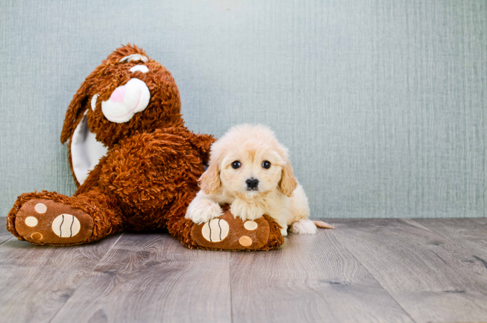 Small breed puppies for sale | Teacup Pups for sale in Ohio – Premier Pups