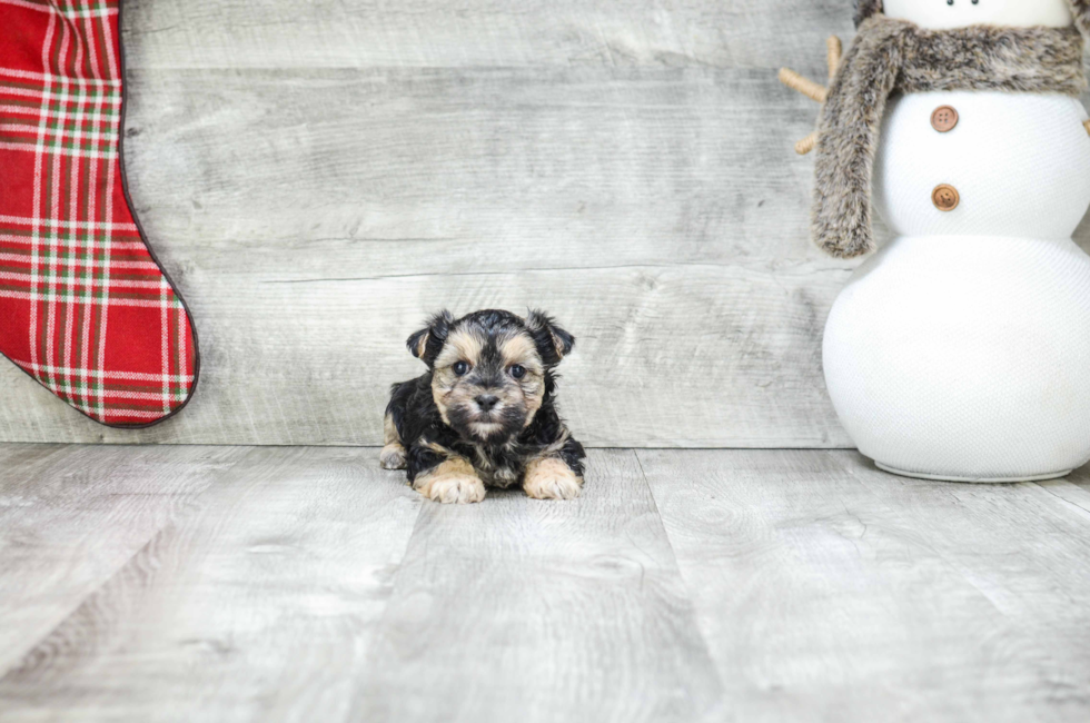 Morkie puppies for sale | Mixed Small Breed puppies for sale