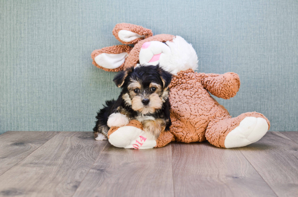 Morkie puppies for sale | Mixed Small Breed puppies for sale