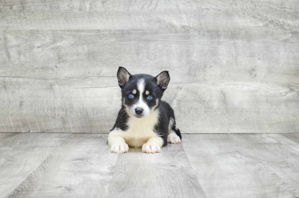 Pomsky puppies for sale | Small cross puppies breeds for sale in Ohio