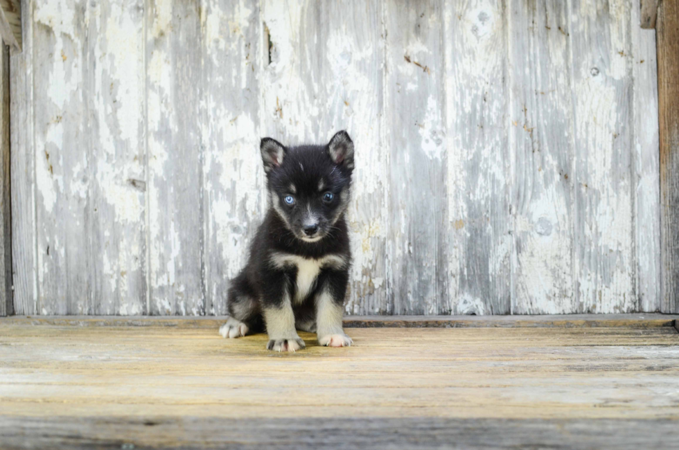 Pomsky puppies for sale | Small cross puppies breeds for sale in Ohio