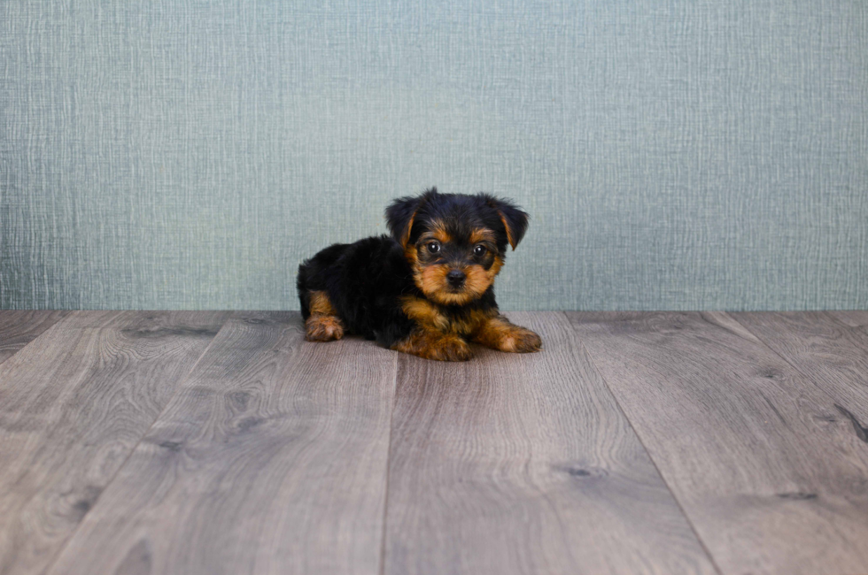 AKC Yorkie puppies for sale | Buy Teacup Yorkshire Terrier Pups