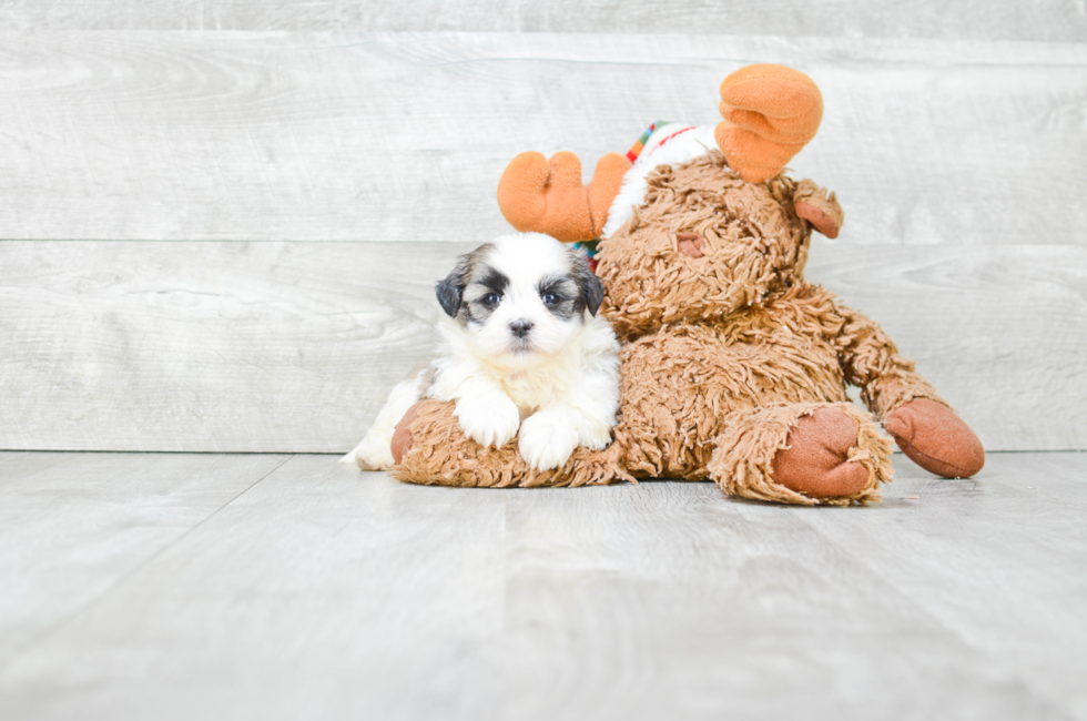 Teddy Bear Puppies for Sale – Shichon Puppies | Premierpups.com