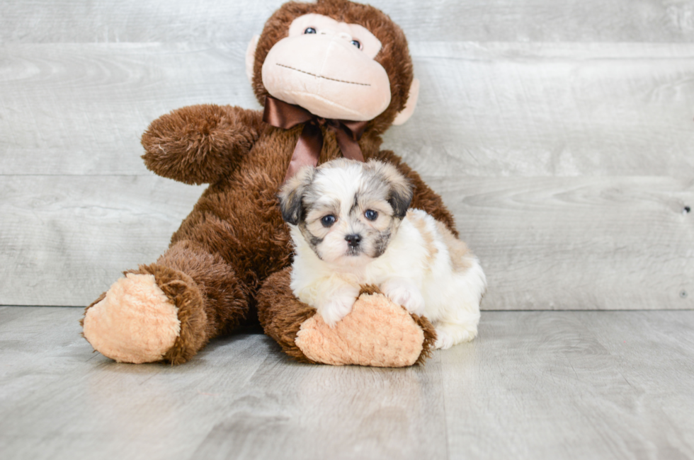 Teddy Bear Puppies for Sale – Shichon Puppies | Premierpups.com