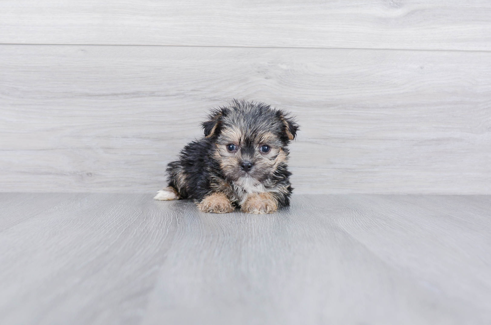 Morkie Puppies for Sale – On-the-spot Adoption in Ohio / US Shipping