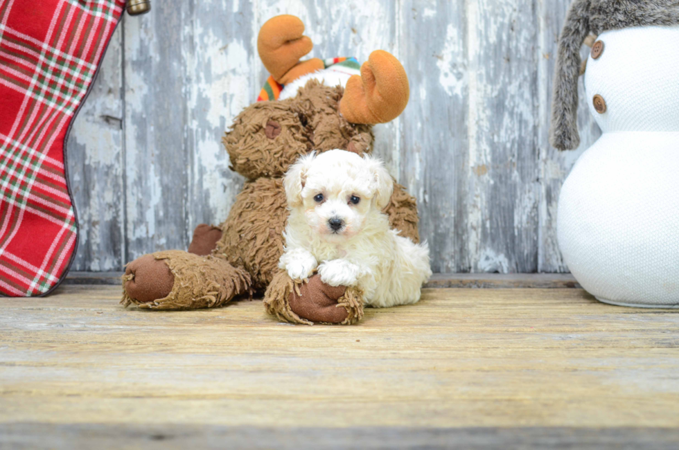 Premier Pups for sale in Ohio - Buy or adopt a puppy breed on Premier Pup
