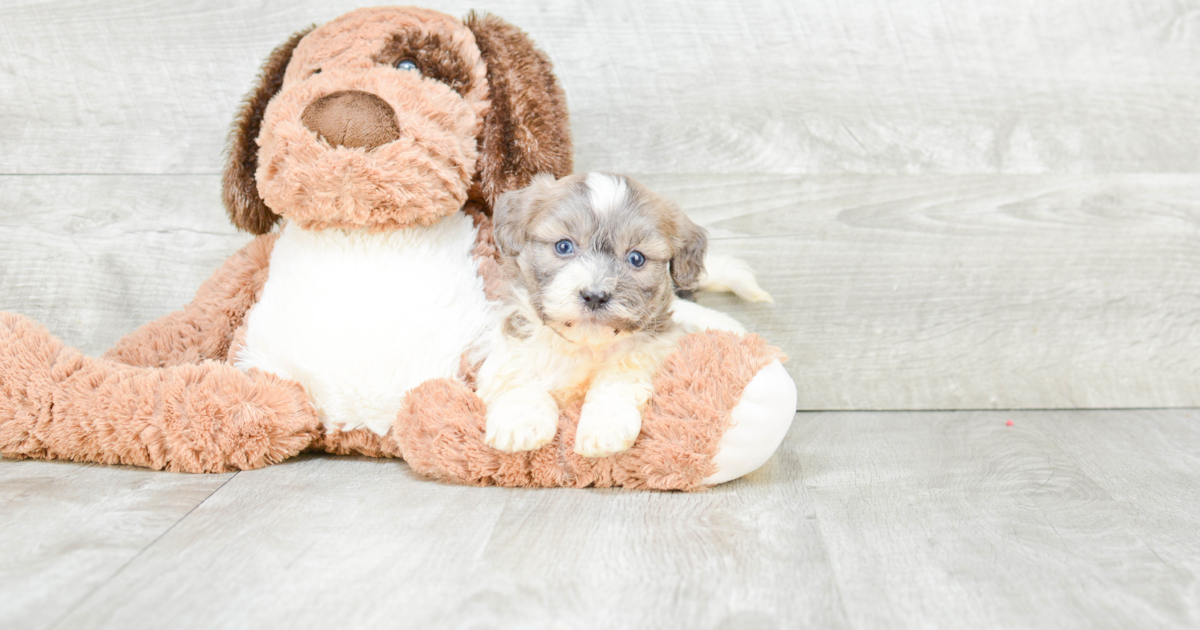 Funny Teddy Bear Ram: 5lb 6oz Designer Puppy