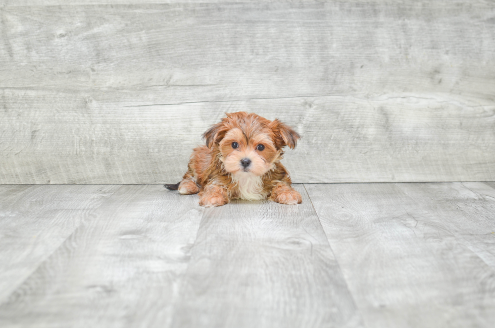 Morkie Puppies for Sale – On-the-spot Adoption in Ohio / US Shipping
