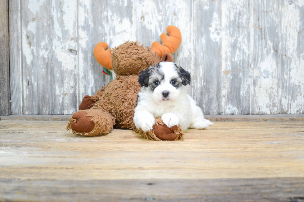 Havanese puppies for sale | Small purebred Havanese puppies for sale in ...