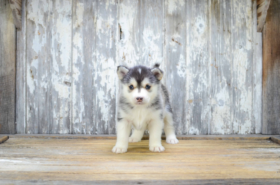 Pomsky puppies for sale | Small cross puppies breeds for sale in Ohio