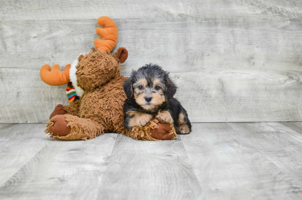 Morkie puppies for sale | Mixed Small Breed puppies for sale