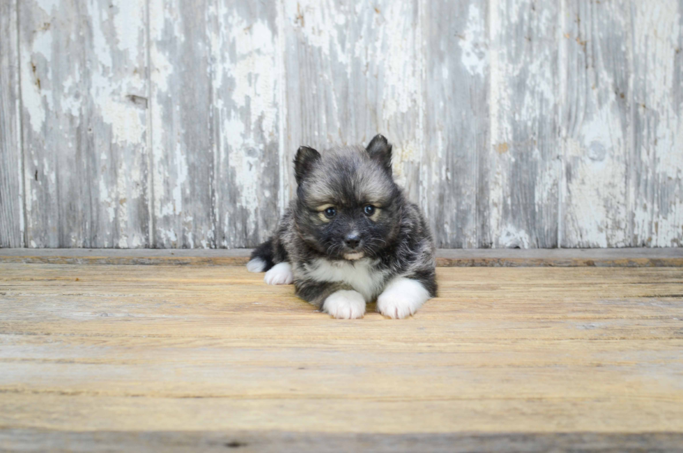 Pomsky puppies for sale | Small cross puppies breeds for sale in Ohio