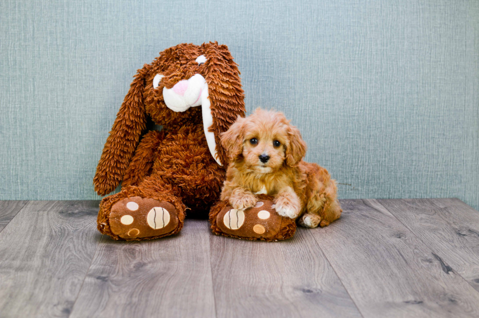 Premier Pups for sale in Ohio - Buy or adopt a puppy breed on Premier Pup