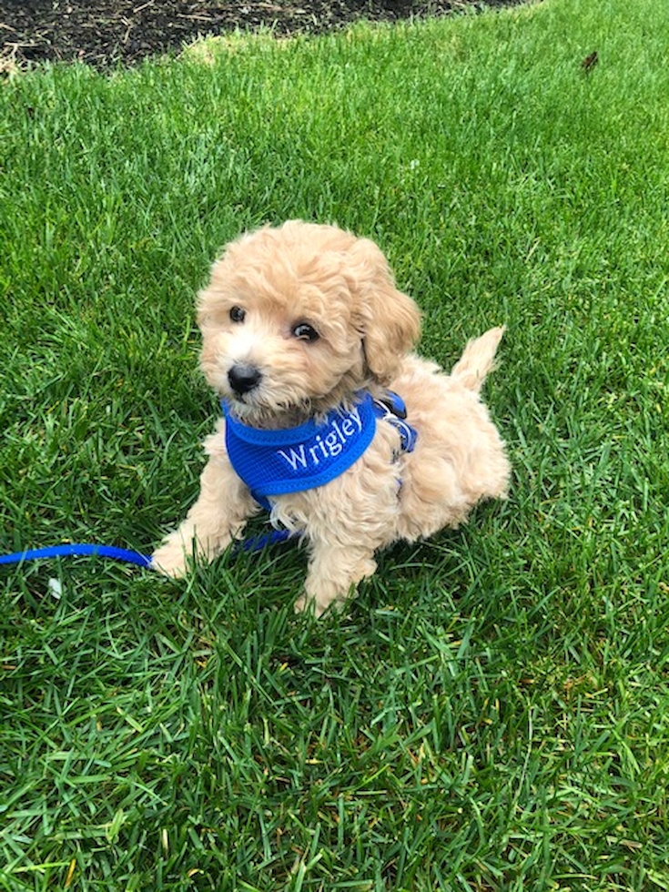 15 Best Dog Breeds for First-Time Dog Owners - Premier Pups - Premier Pups