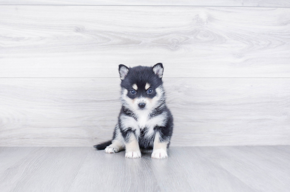 Pomsky puppies for sale | Small cross puppies breeds for sale in Ohio