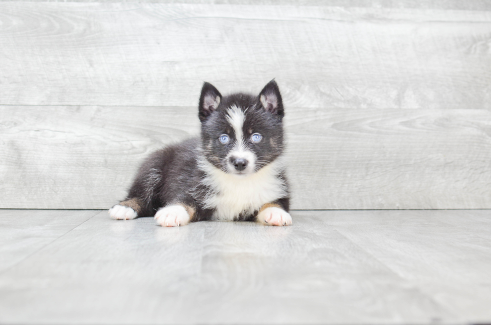 Pomsky puppies for sale | Small cross puppies breeds for sale in Ohio