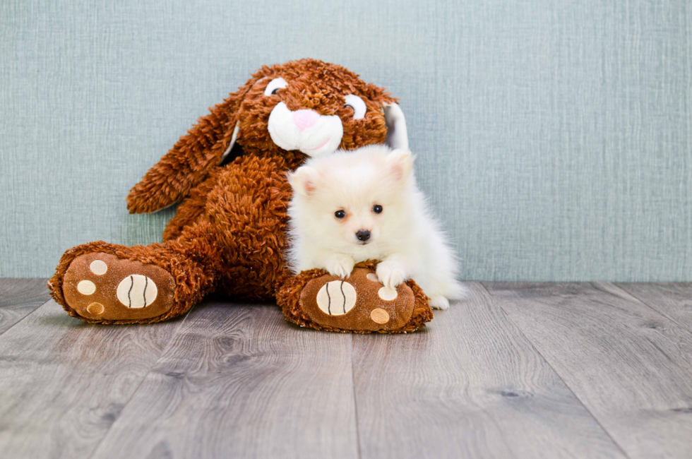 Small breed puppies for sale | Teacup Pups for sale in Ohio – Premier Pups