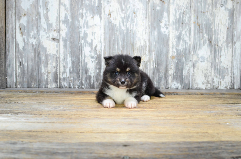 Pomsky puppies for sale | Small cross puppies breeds for sale in Ohio