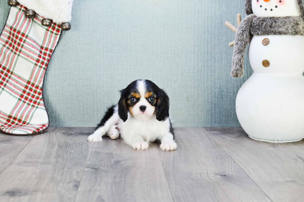 Small breed puppies for sale | Teacup Pups for sale in Ohio – Premier Pups