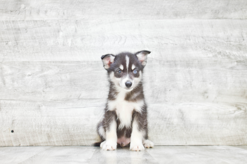 Pomsky puppies for sale | Small cross puppies breeds for sale in Ohio