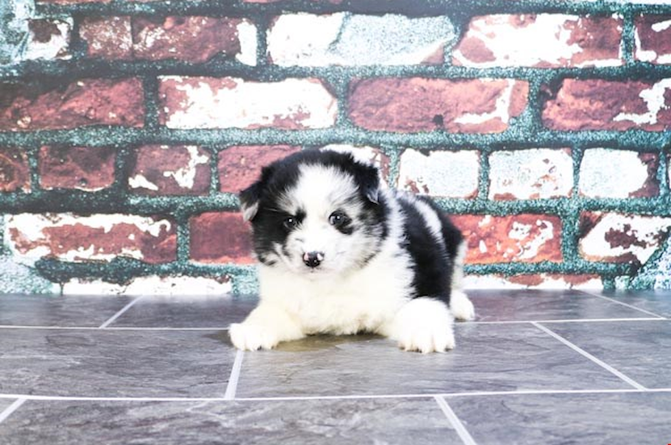 Pomsky puppies for sale | Small cross puppies breeds for sale in Ohio