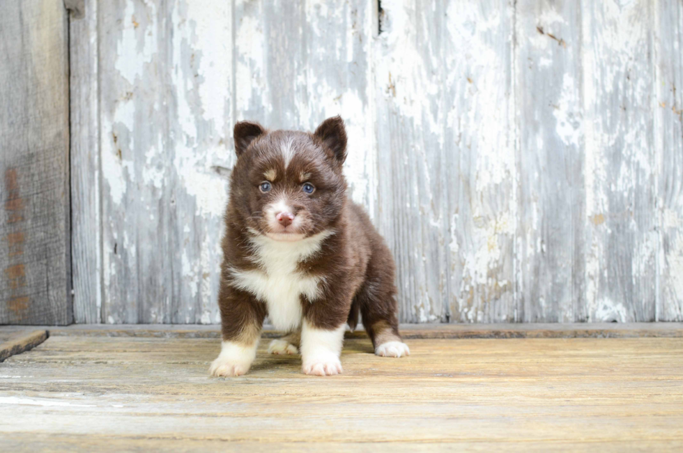 Pomsky puppies for sale | Small cross puppies breeds for sale in Ohio