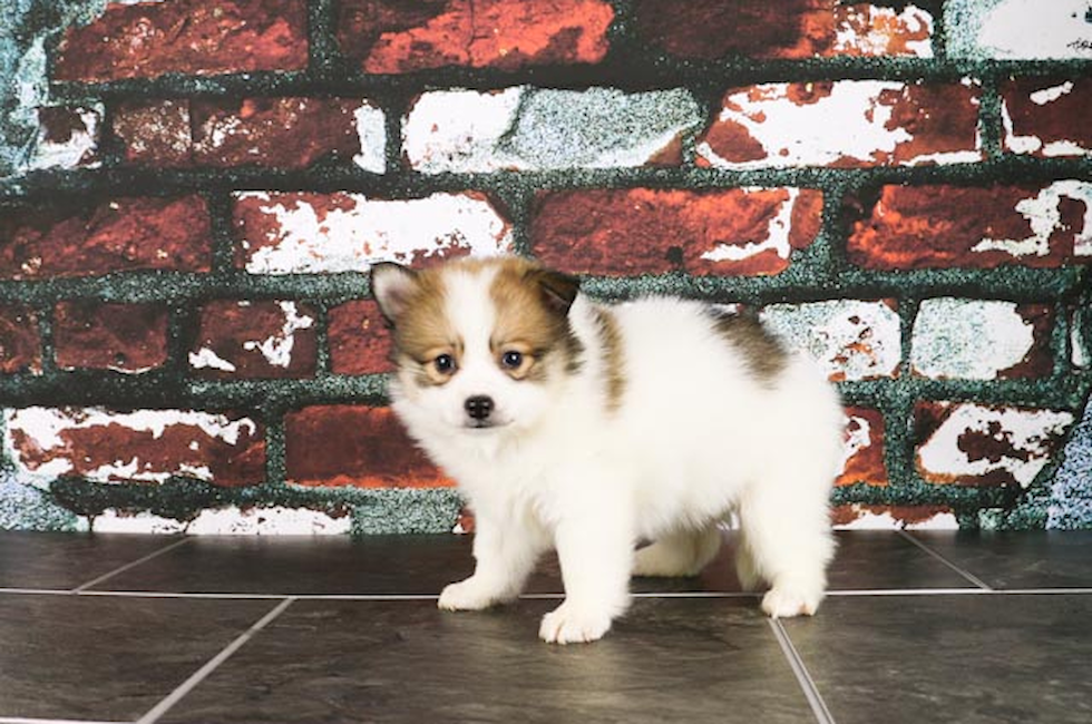 Pomsky puppies for sale | Small cross puppies breeds for sale in Ohio