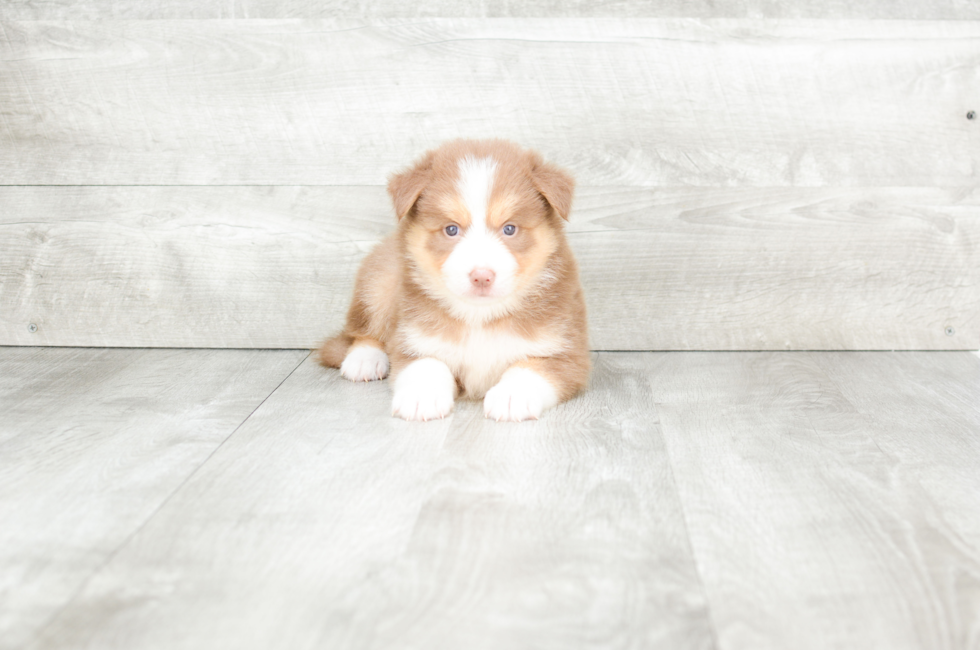 Pomsky puppies for sale | Small cross puppies breeds for sale in Ohio