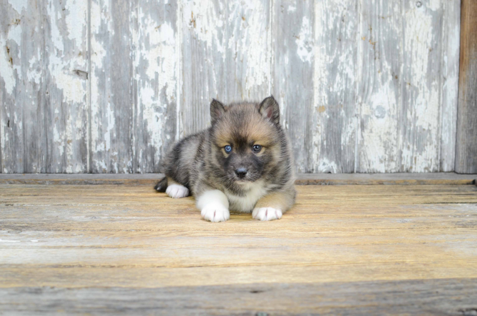 Pomsky puppies for sale | Small cross puppies breeds for sale in Ohio