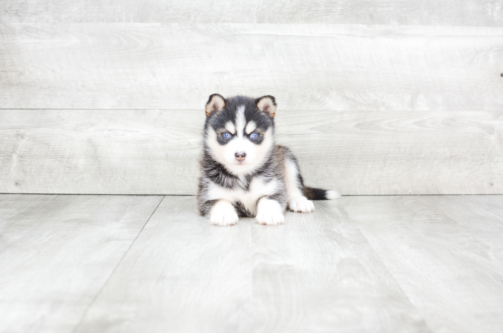 Pomsky puppies for sale | Small cross puppies breeds for sale in Ohio