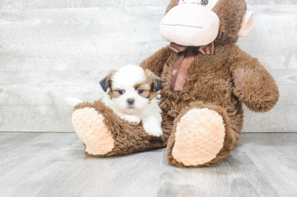 Teddy Bear Puppies for Sale – Shichon Puppies | Premierpups.com