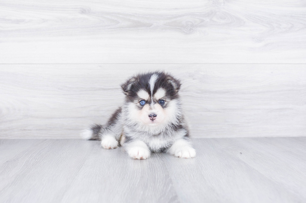 Pomsky puppies for sale | Small cross puppies breeds for sale in Ohio