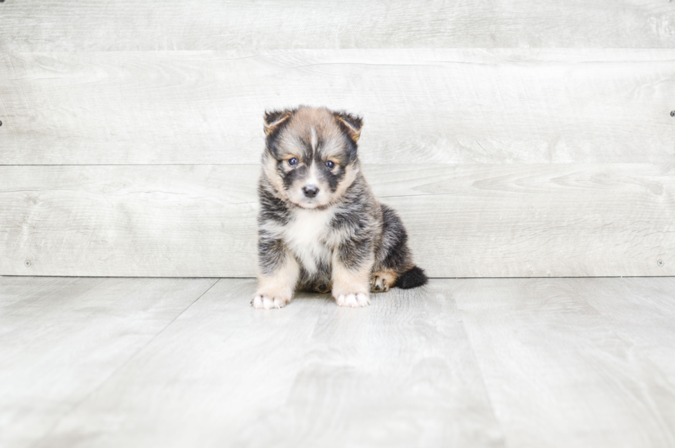 Pomsky puppies for sale | Small cross puppies breeds for sale in Ohio