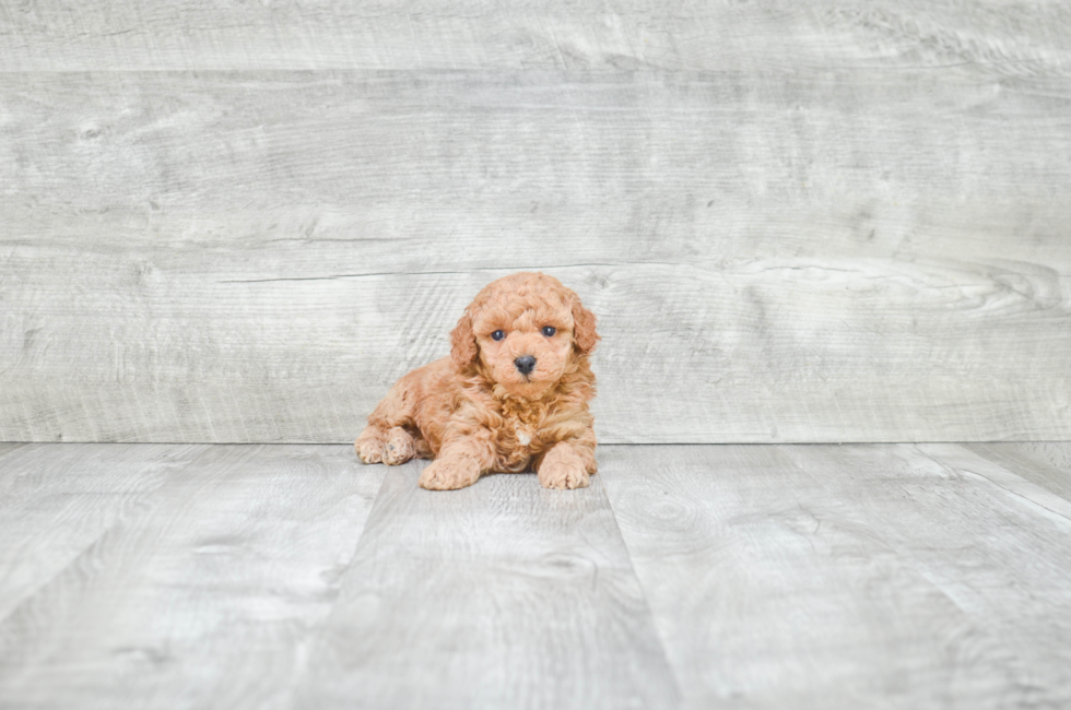 Small breed puppies for sale | Teacup Pups for sale in Ohio – Premier Pups