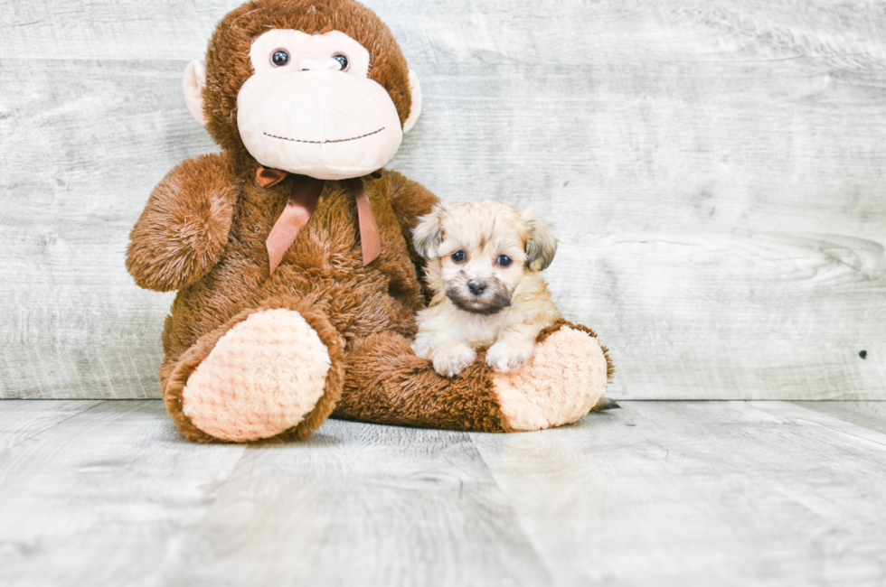 Teddy Bear Puppies for Sale – Shichon Puppies | Premierpups.com