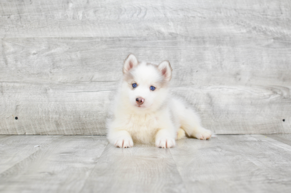 Pomsky puppies for sale | Small cross puppies breeds for sale in Ohio