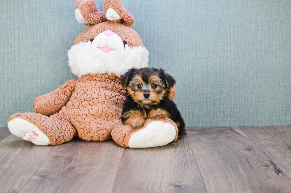 Morkie puppies for sale | Mixed Small Breed puppies for sale