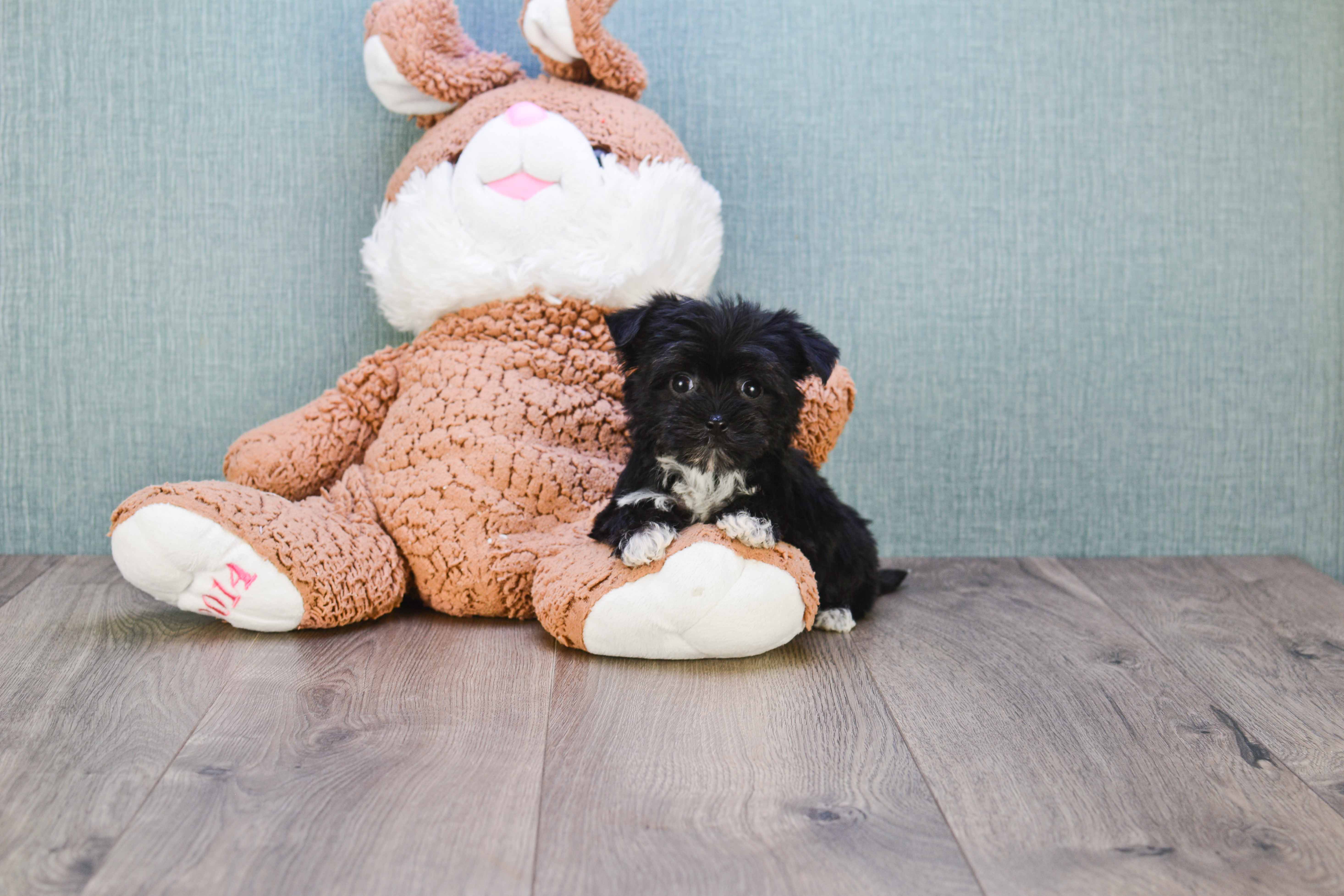 Micro Teacup Morkie Puppies