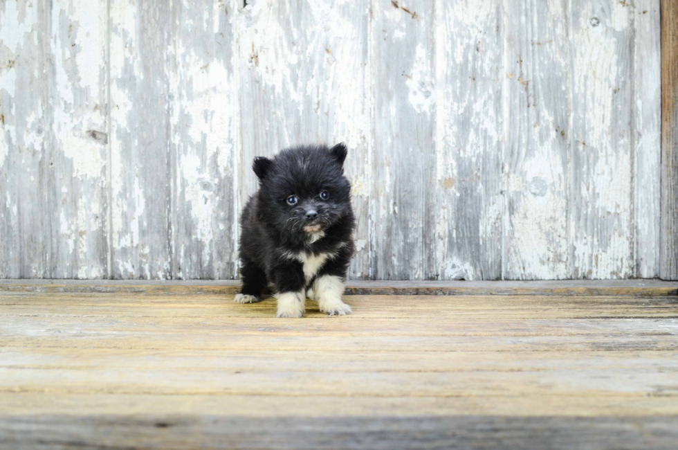 Premier Pups for sale in Ohio - Buy or adopt a puppy breed on Premier Pup