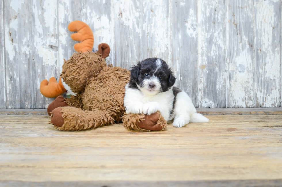 Small breed puppies for sale | Teacup Pups for sale in Ohio – Premier Pups