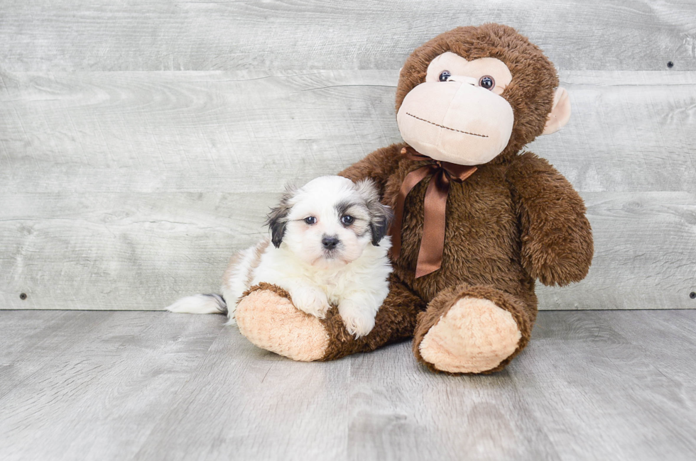 Teddy Bear Puppies for Sale – Shichon Puppies | Premierpups.com